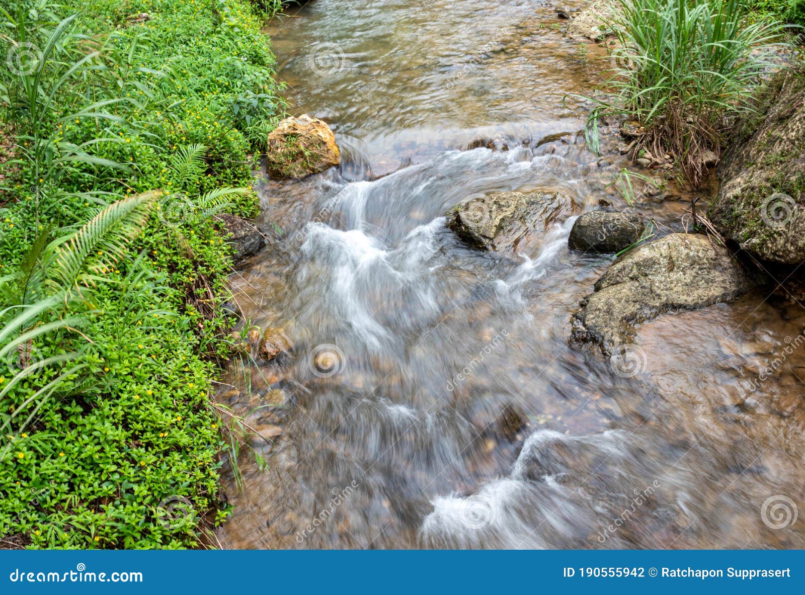A Small Stream in the Forest Stock Photo - Image of clear, mountain ...