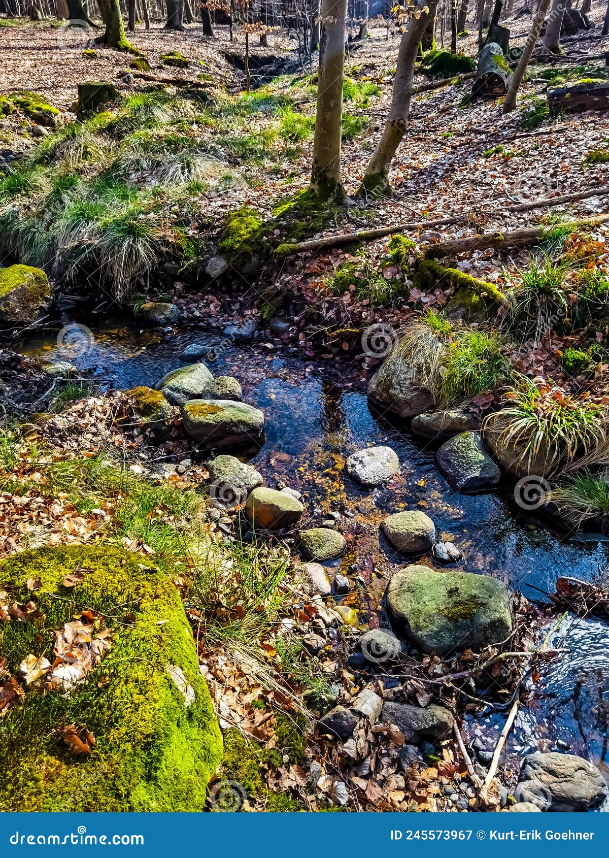 Small stream in the forest stock image. Image of nature - 245573967