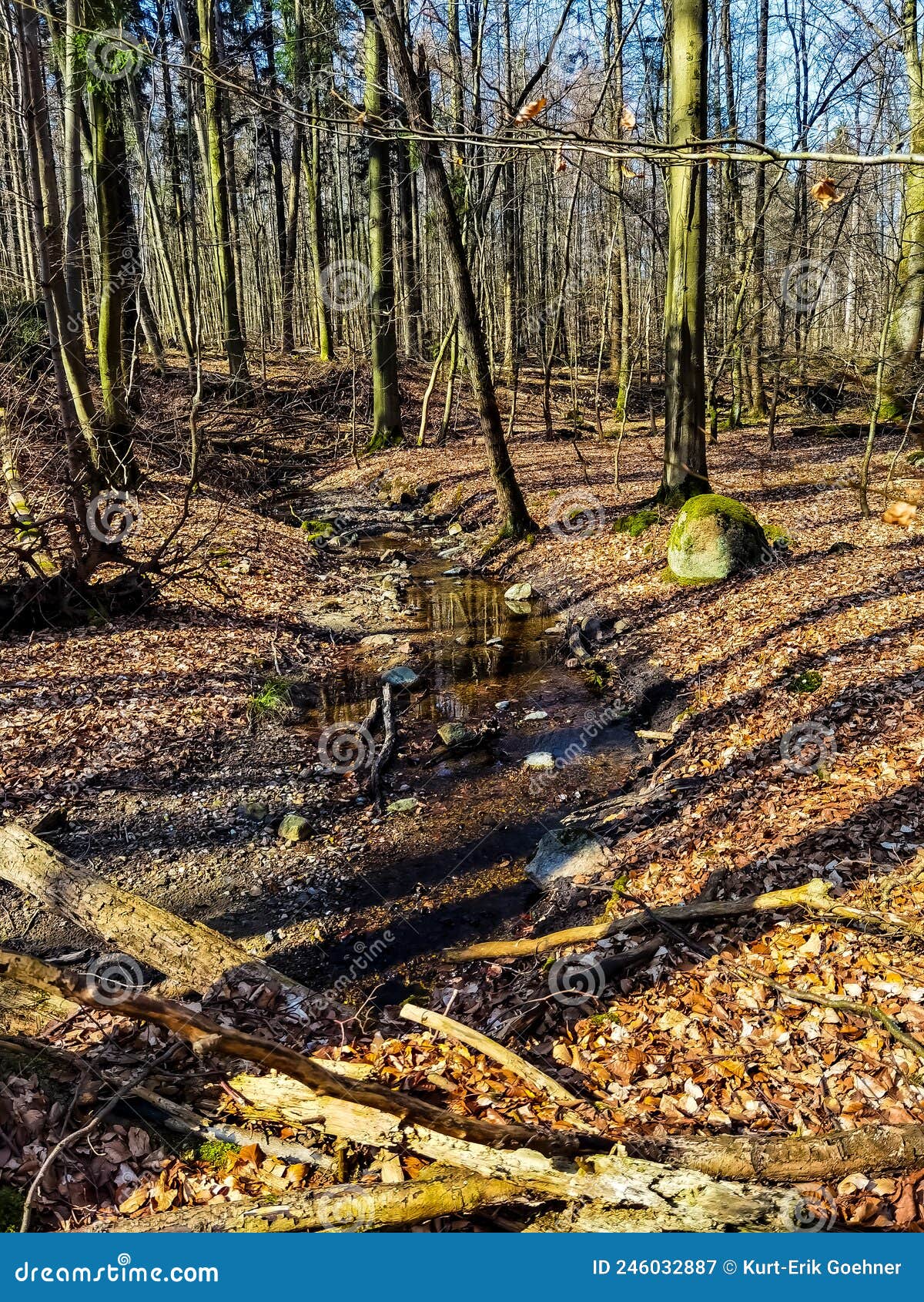 Small stream in the forest stock image. Image of branch - 246032887