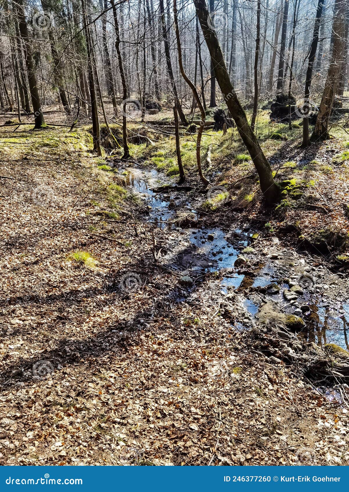 Small stream in the forest stock photo. Image of grass - 246377260