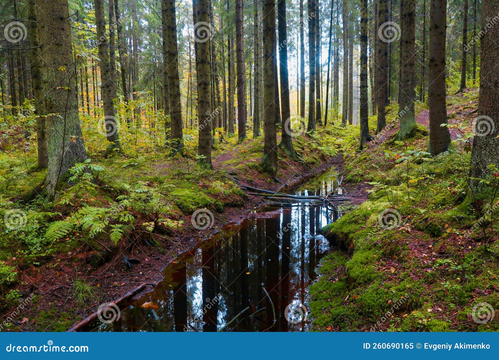 Small stream in the forest stock image. Image of stream - 260690165