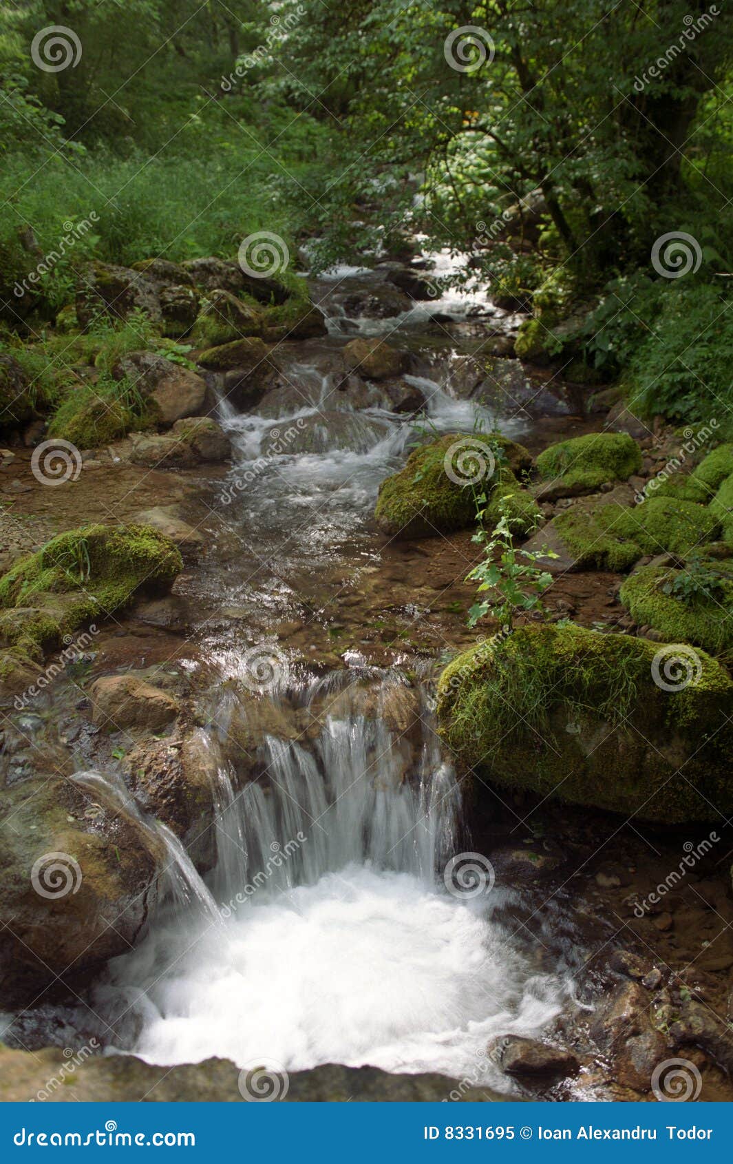 Small stream on forest stock image. Image of water, nature - 8331695