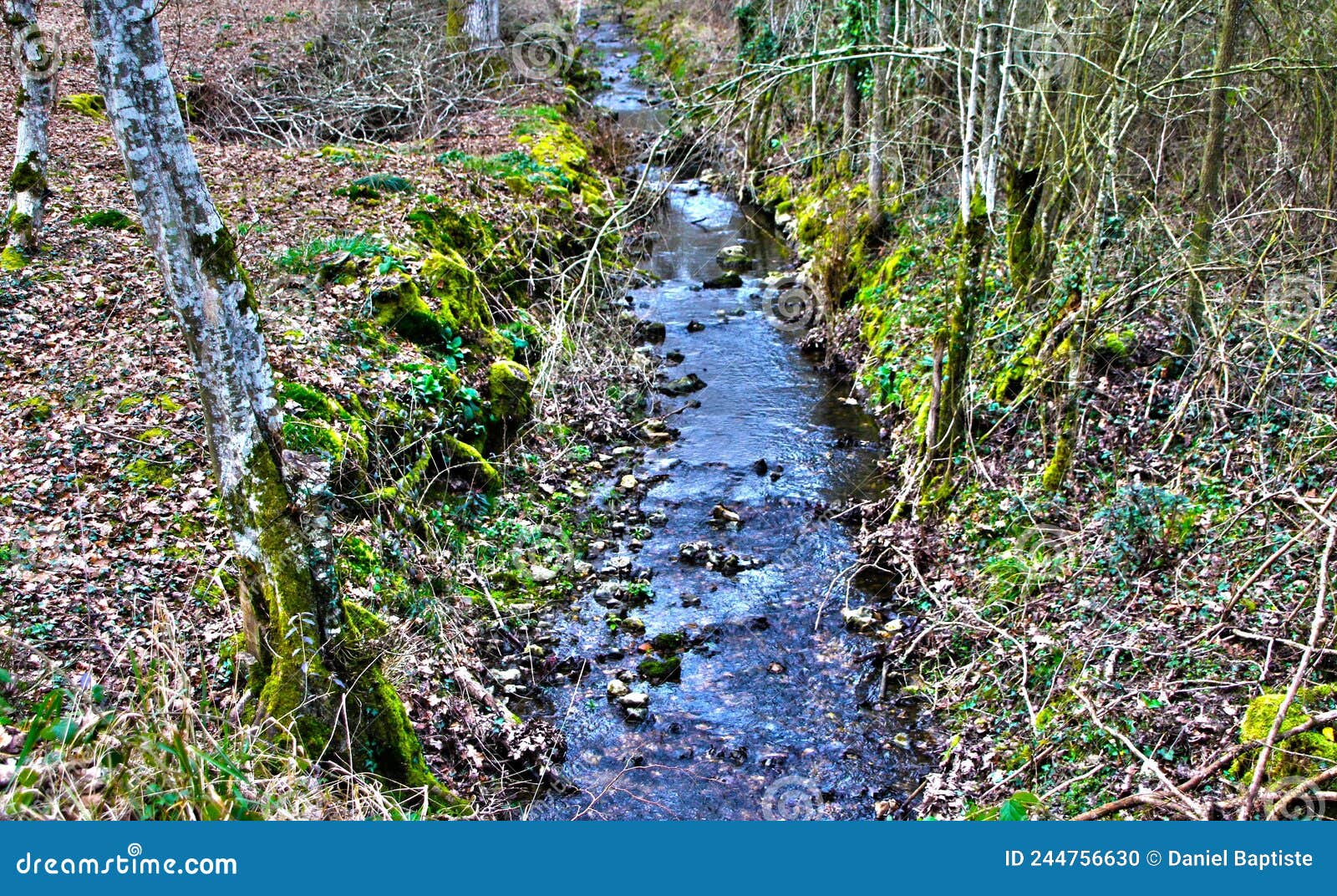 Small Stream in Forest in Autumn Stock Photo - Image of juggle ...