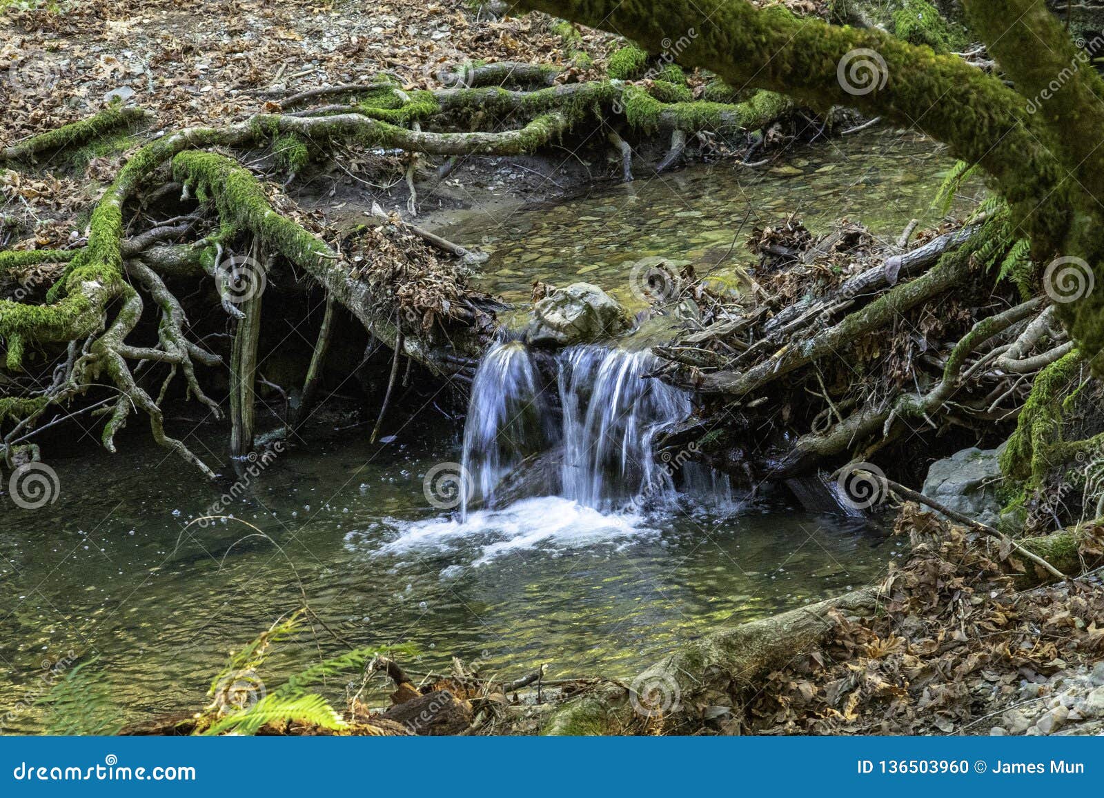 Small stream in the forest stock photo. Image of water - 136503960