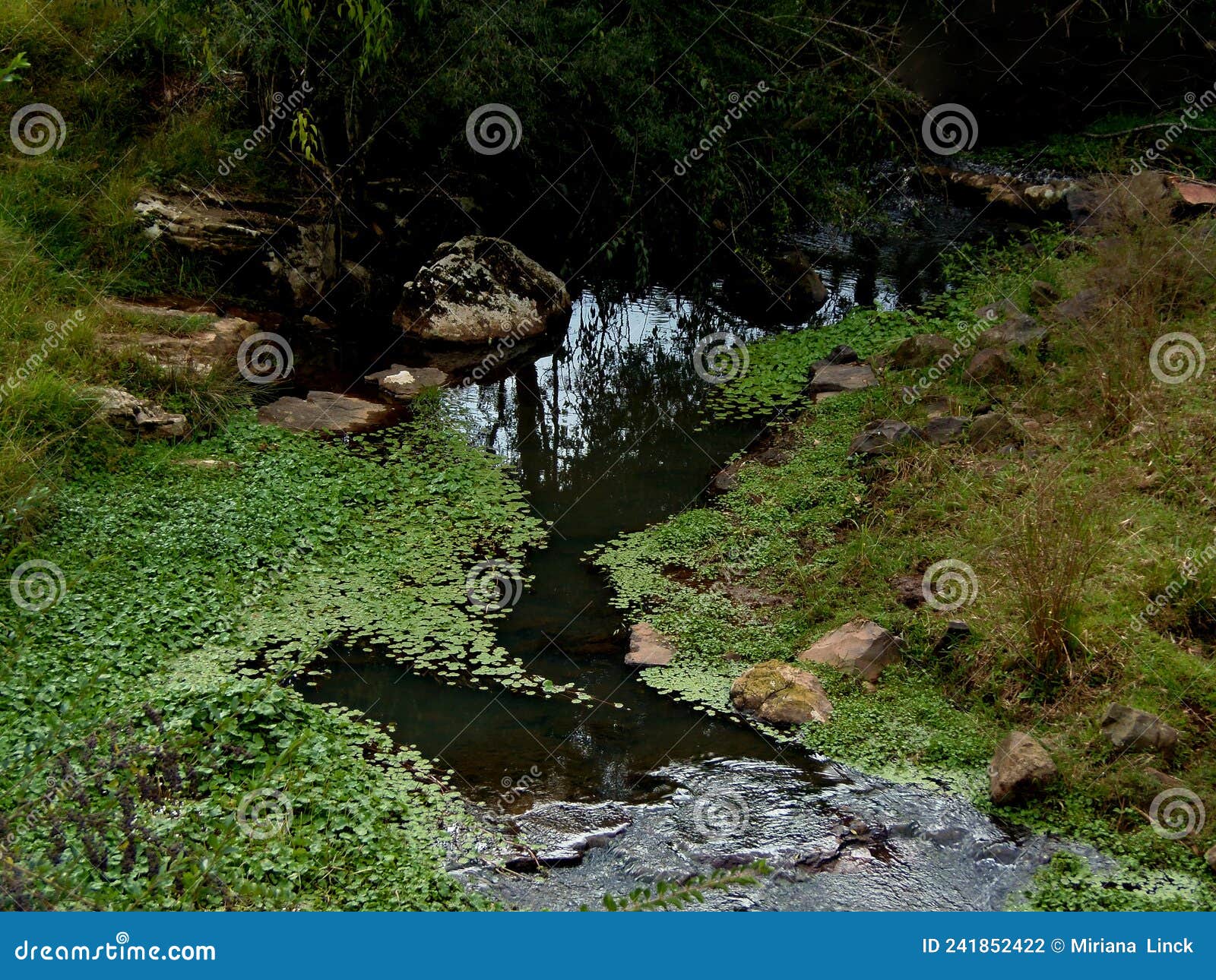 Small stream in the forest stock photo. Image of summer - 241852422