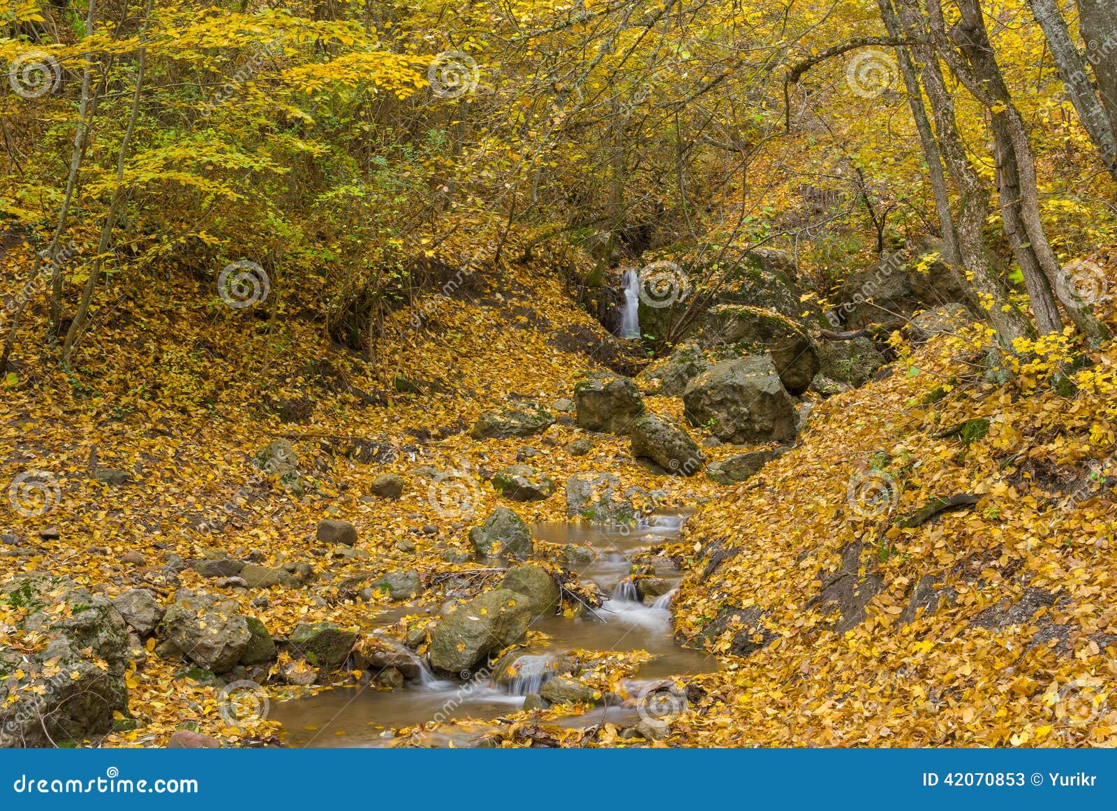 Small stream in forest stock image. Image of foliage - 42070853