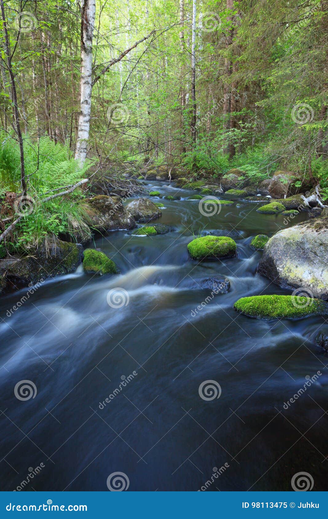 Small stream in forest stock image. Image of stream, exposure - 98113475