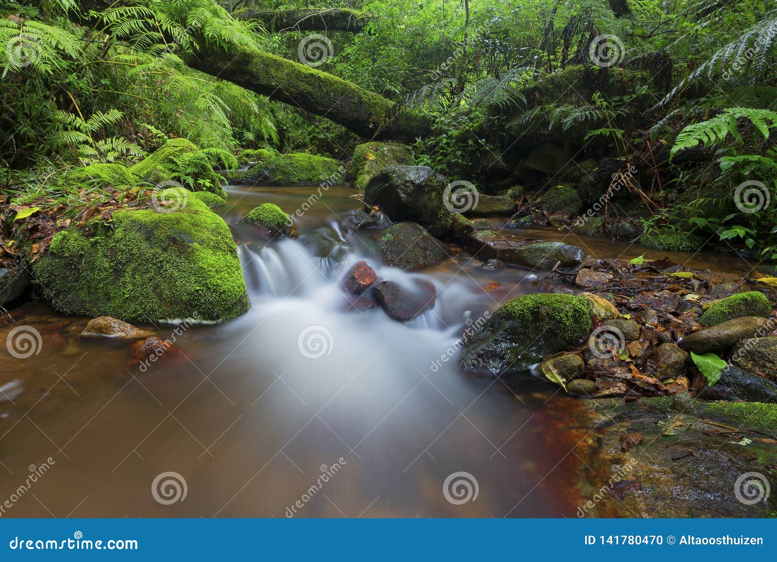 Small Stream in Forest Flowing through Moss Covered Tree Stumps and ...