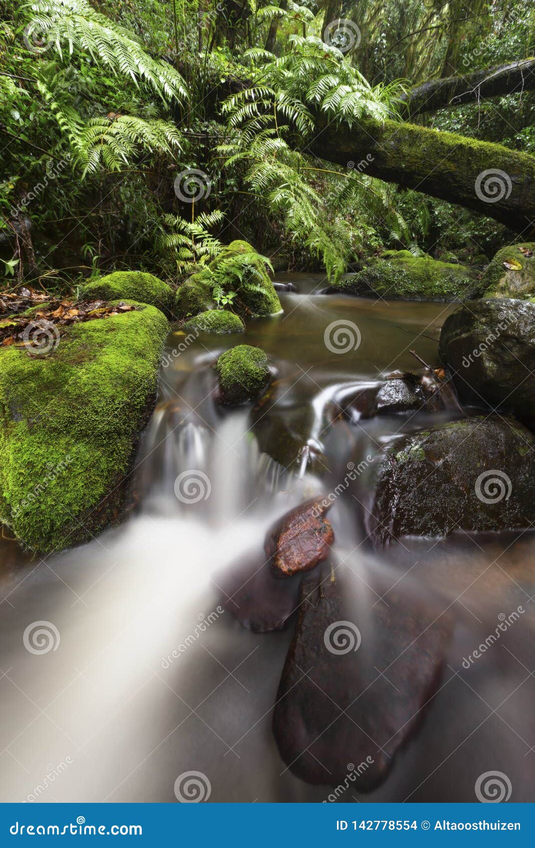 Small Stream in Forest Flowing through Moss Covered Tree Stumps and ...