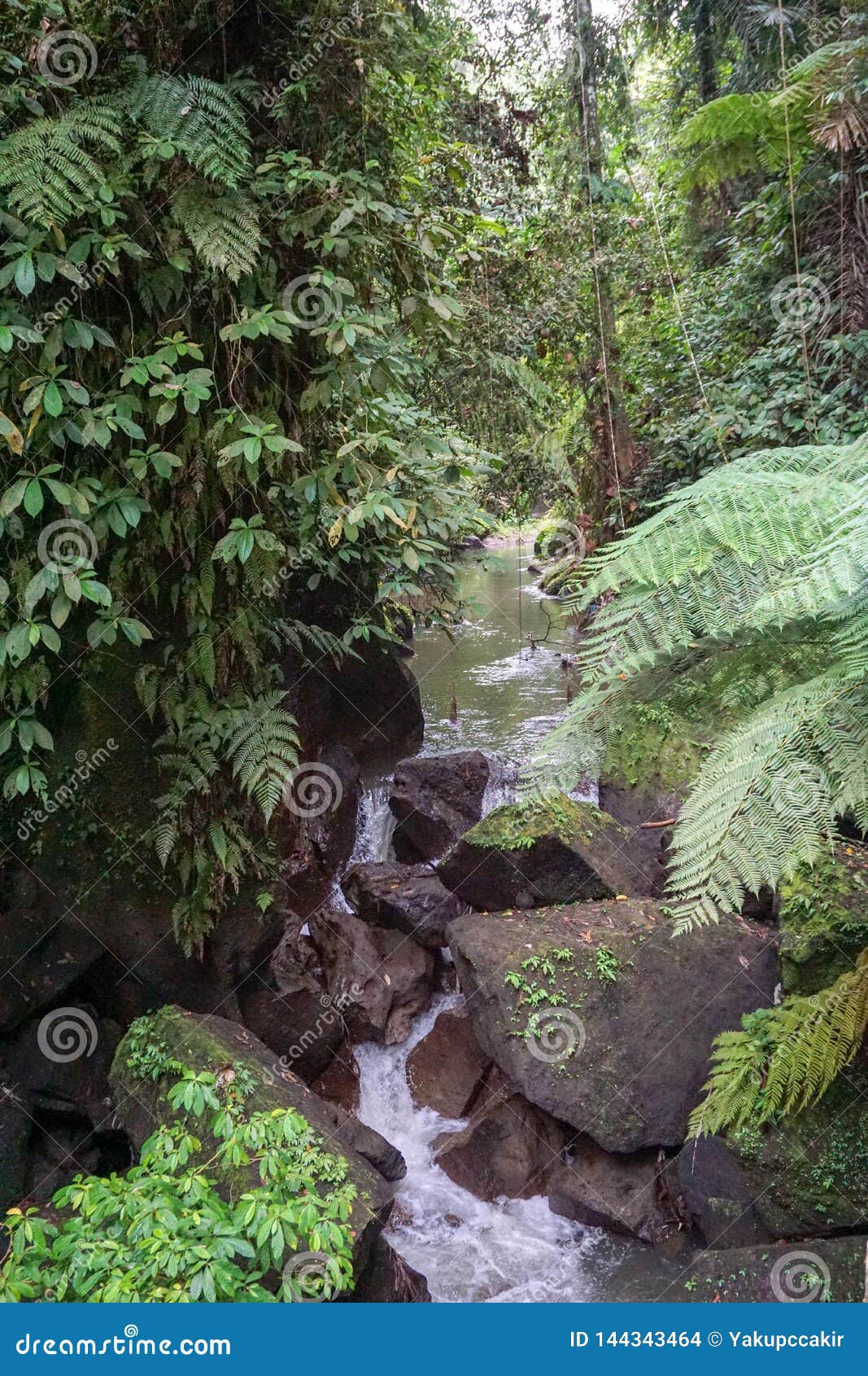 Small Stream in a Forest Flowing through Moss Covered Tree Stumps and ...