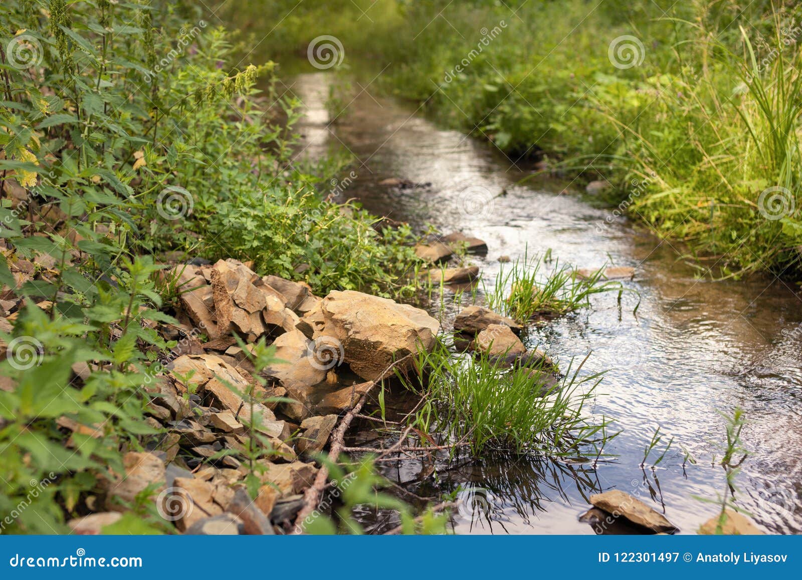 A Small Stream in the Forest Stock Image - Image of foliage, park ...