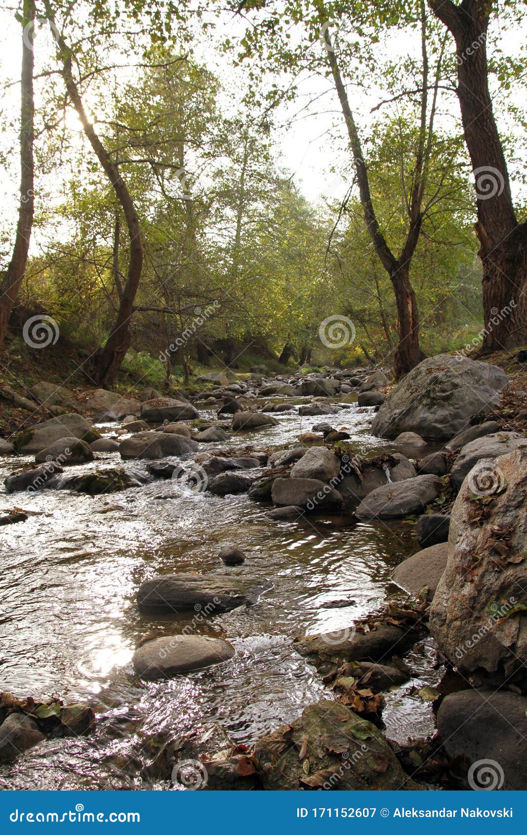 A Small Stream in the Forest Stock Image - Image of photograph, color ...