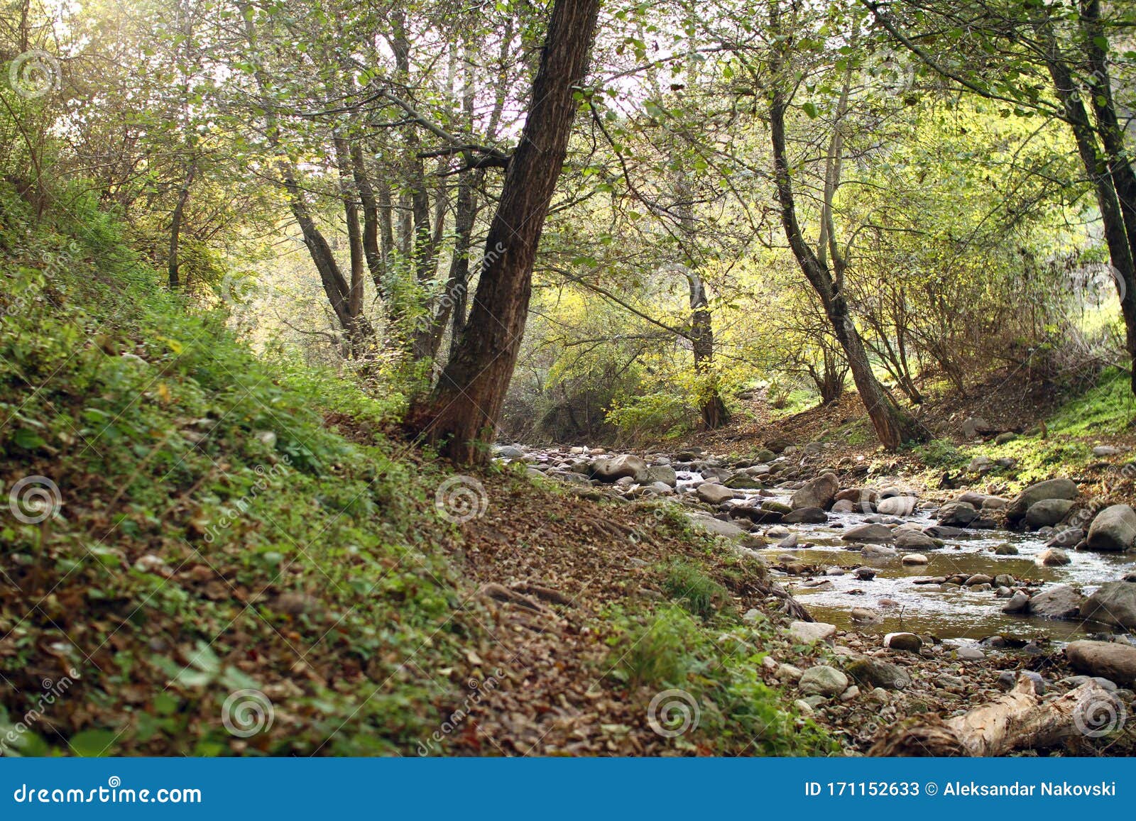 A Small Stream in the Forest Stock Image - Image of panoramic, color ...