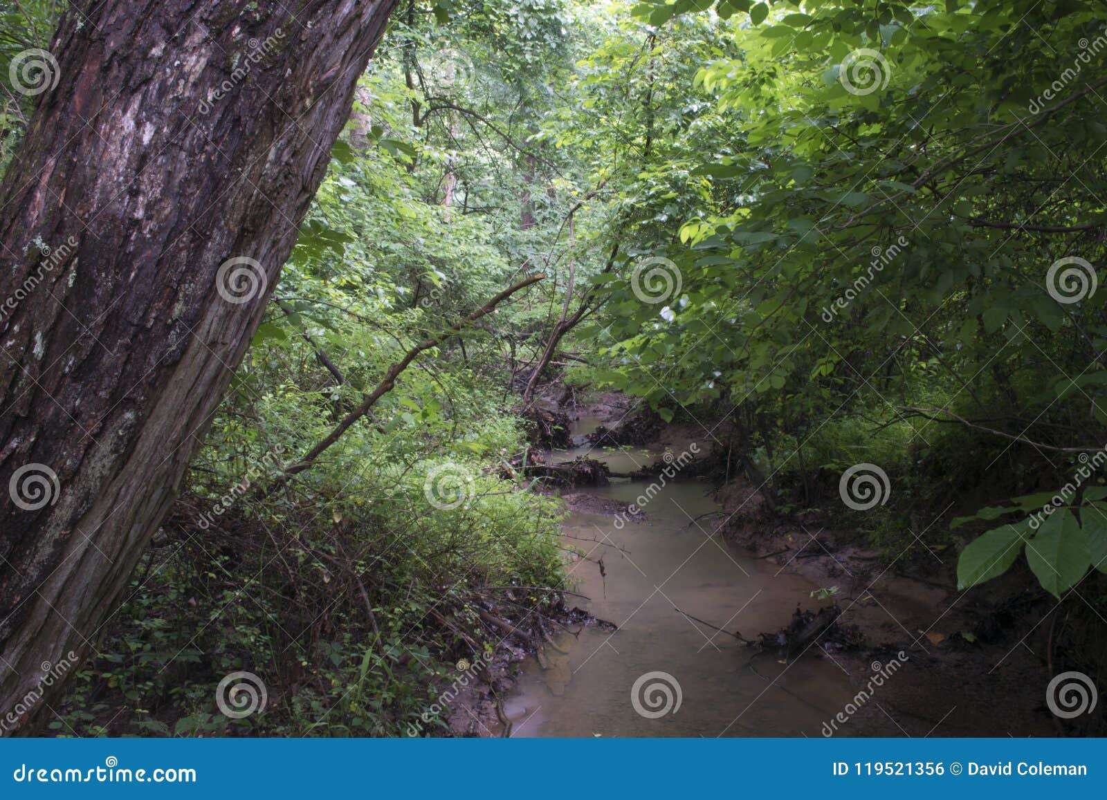 Small Stream in a Forest in Heavy Rain Stock Photo - Image of small ...