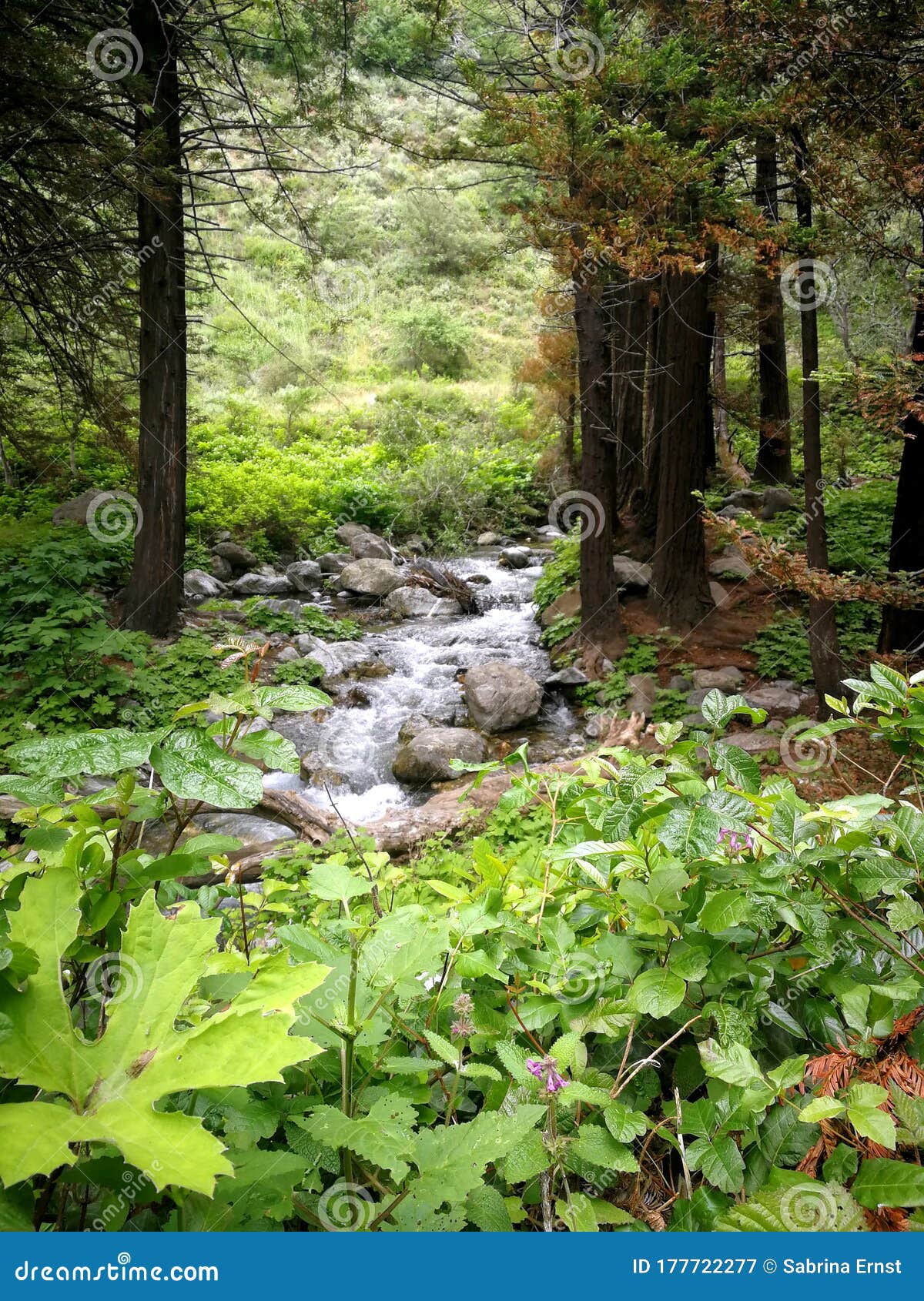 Small stream in a forest stock image. Image of flora - 177722277