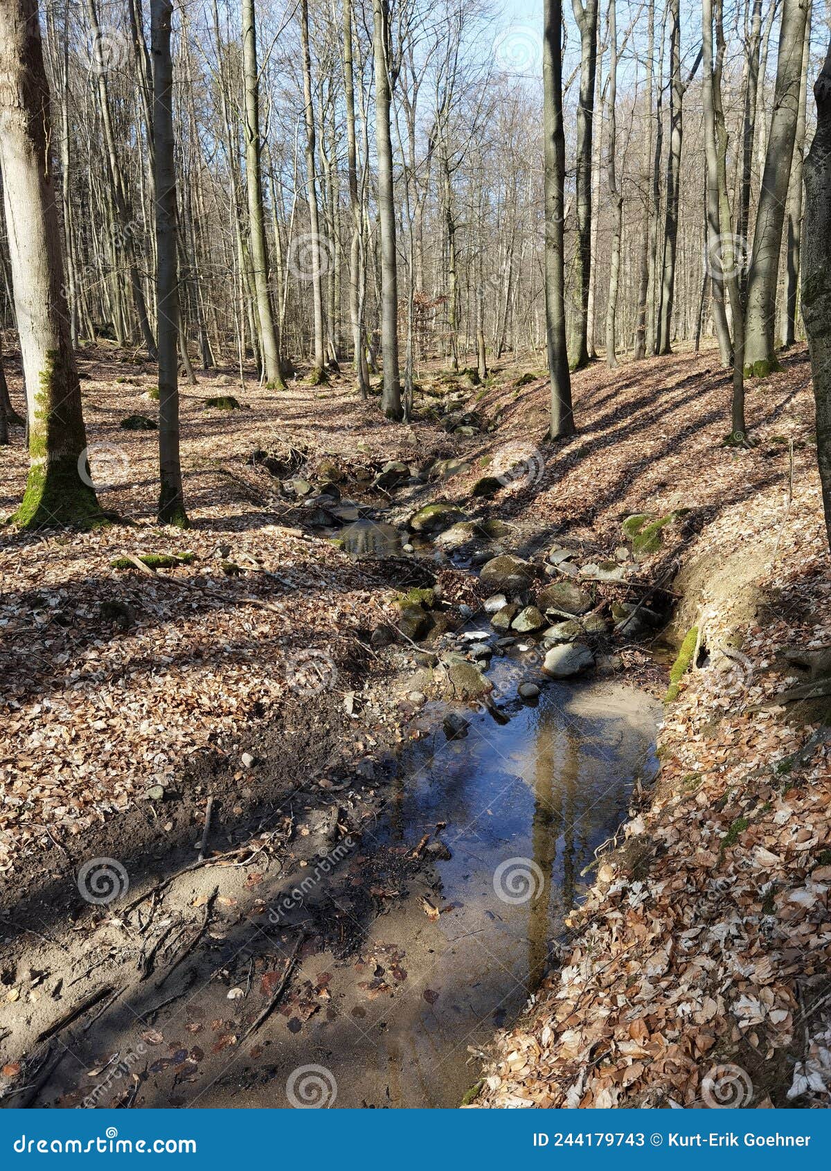 Small stream in the forest stock image. Image of forest - 244179743