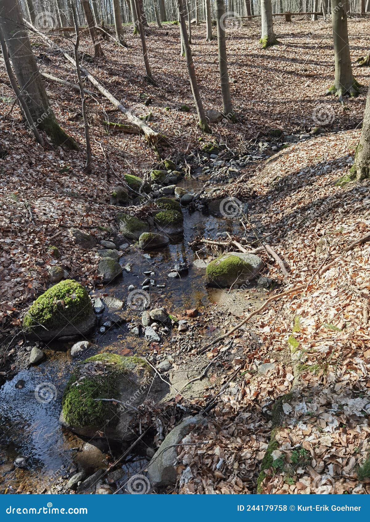 Small stream in the forest stock photo. Image of wetland - 244179758