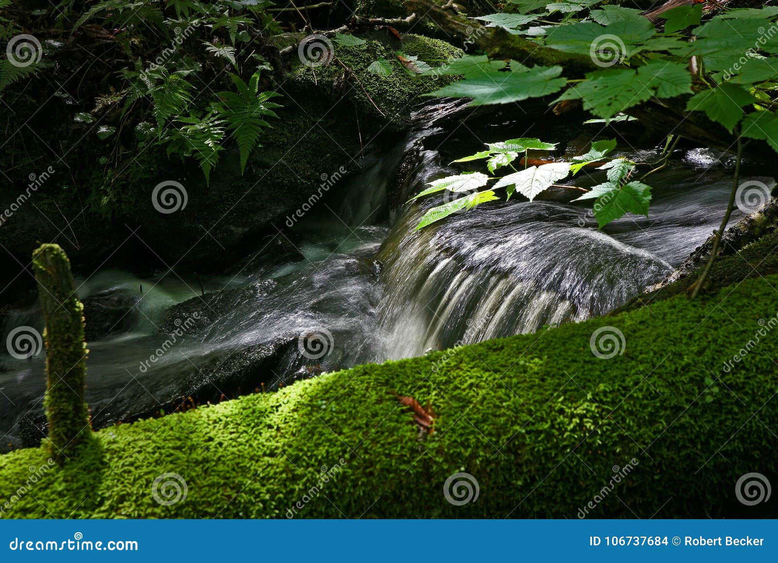 Small Stream in the Forest in Quebec Canada Stock Photo - Image of ...