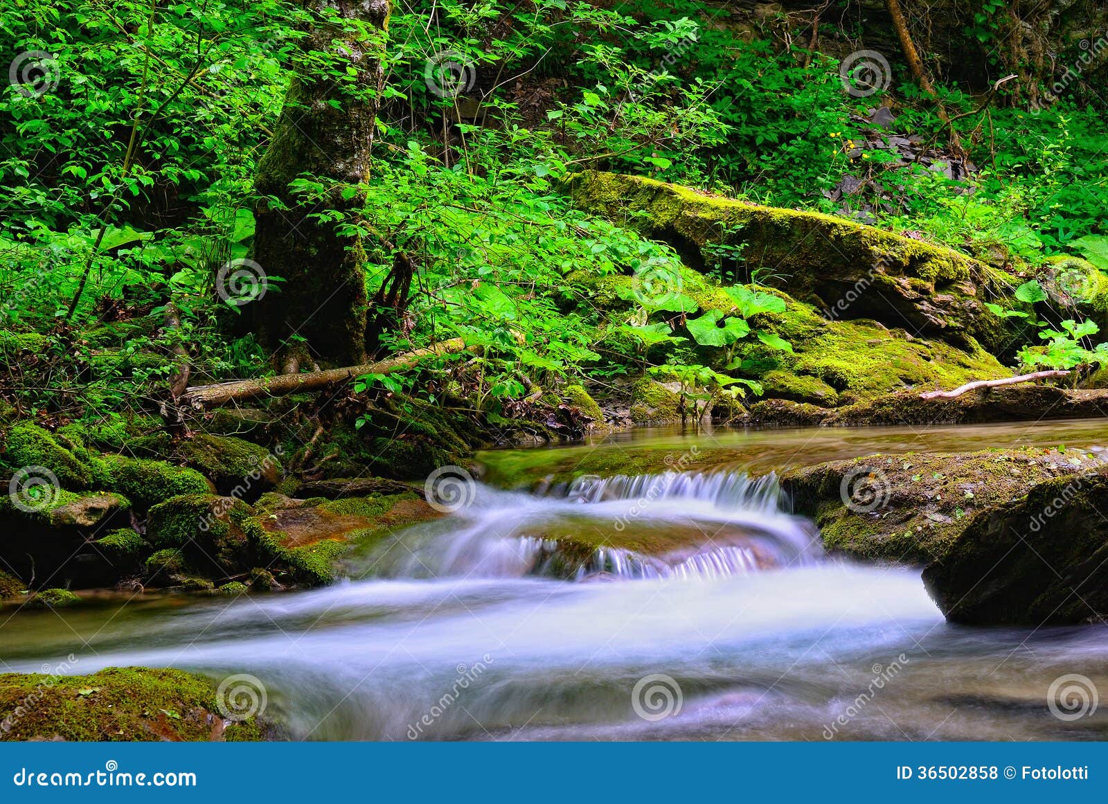 Small stream in the forest stock photo. Image of beautiful - 36502858