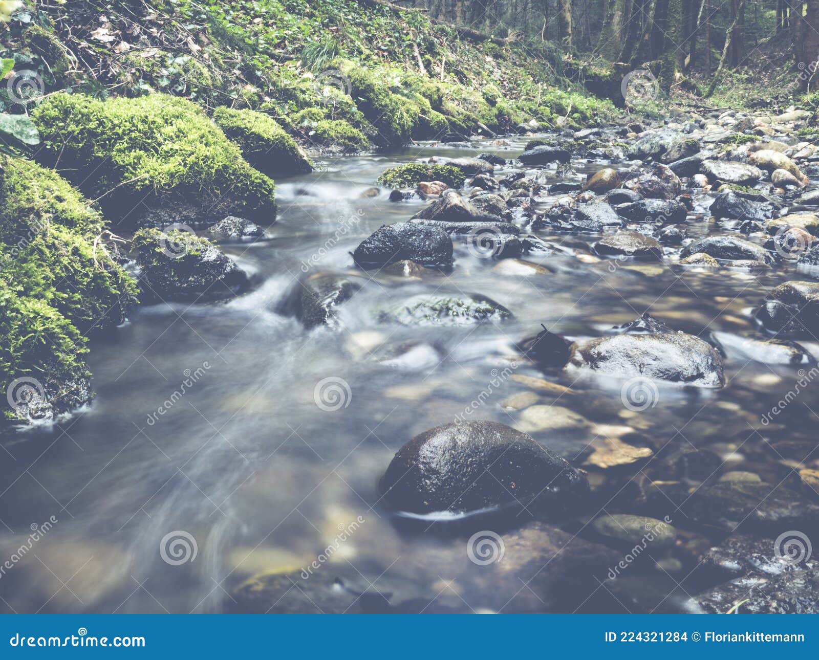 Small stream in forest stock photo. Image of nature - 224321284