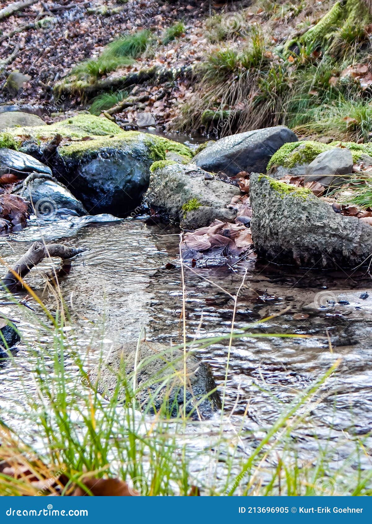 Small stream in the forest stock image. Image of stream - 213696905