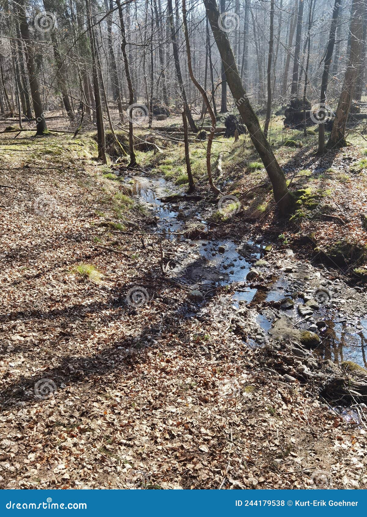 Small stream in the forest stock photo. Image of woodland - 244179538