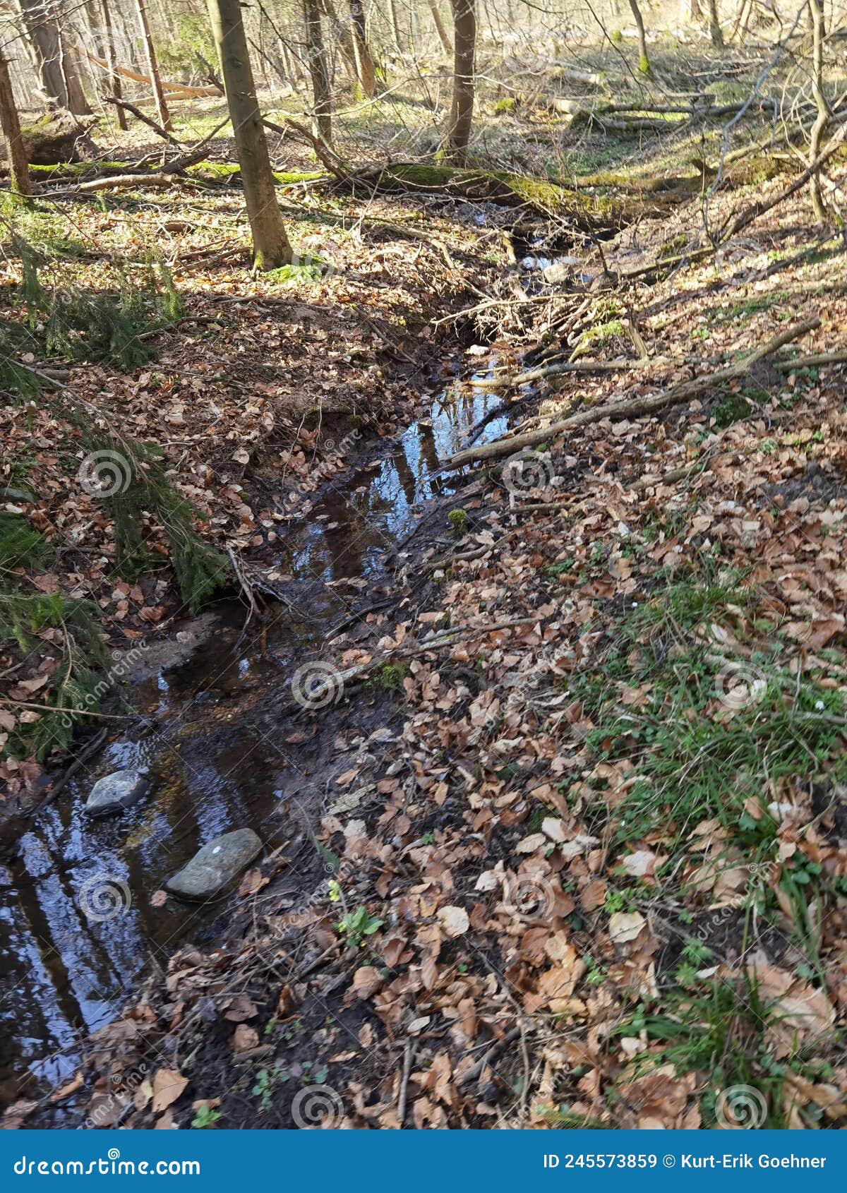 Small stream in the forest stock image. Image of forest - 245573859