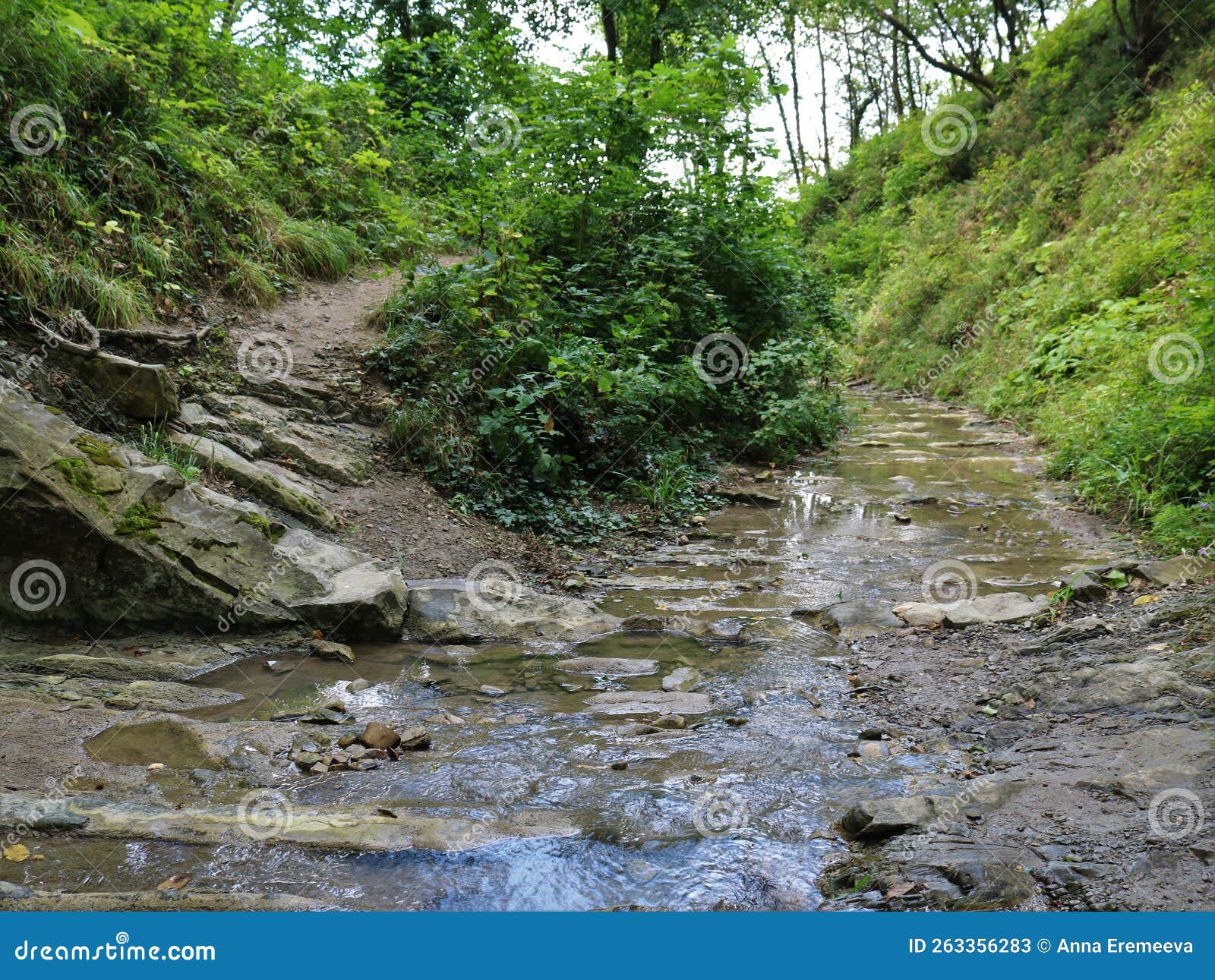 Shallow Stream in Middle Forest Stock Image - Image of relaxing ...