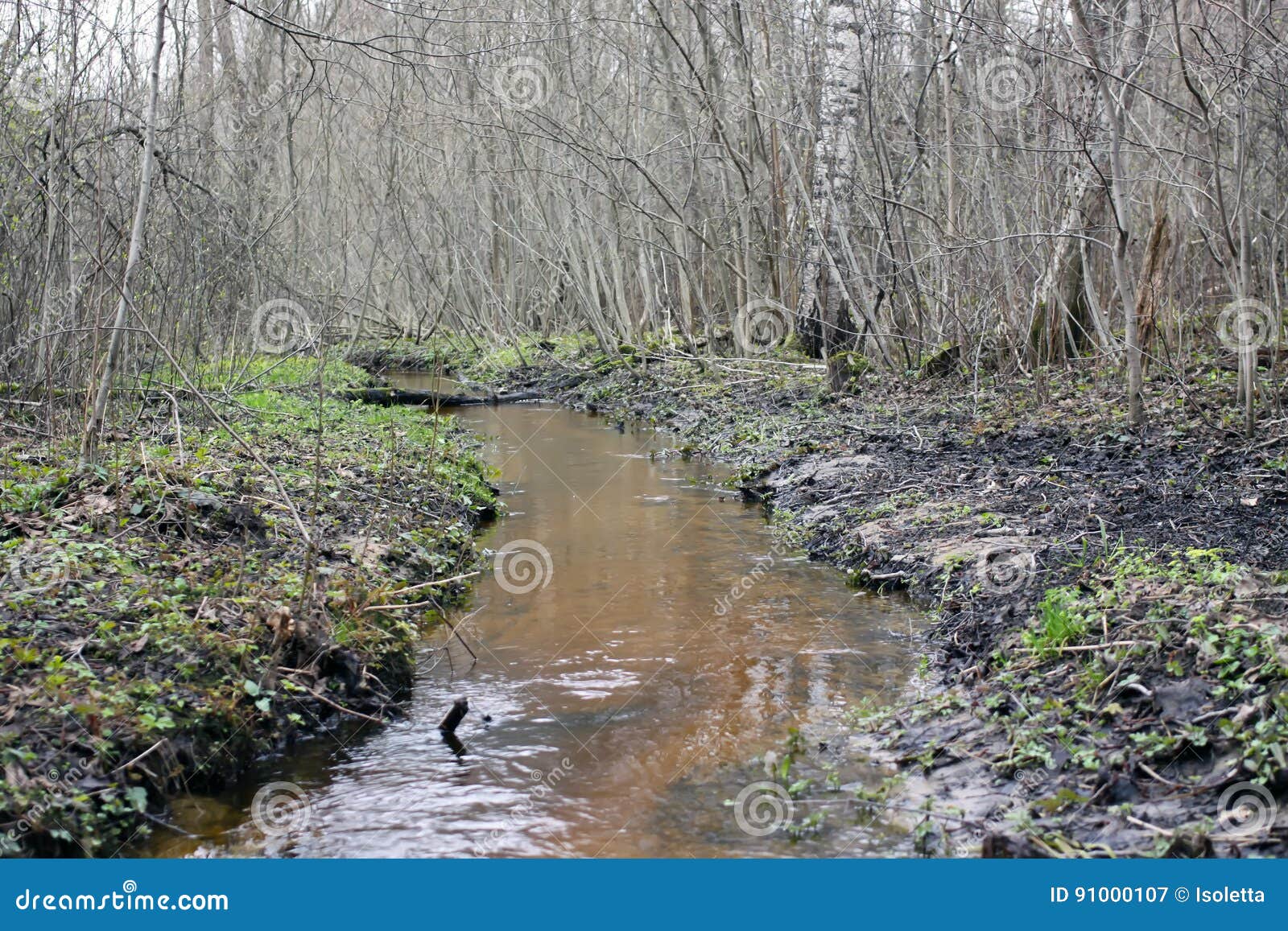 Small Stream in the Spring Forest. Stock Image - Image of scenic ...