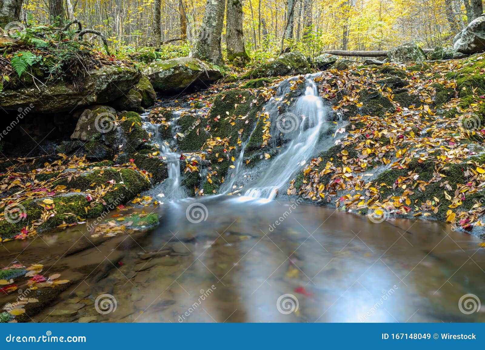 Small stream in the forest stock image. Image of leaf - 167148049