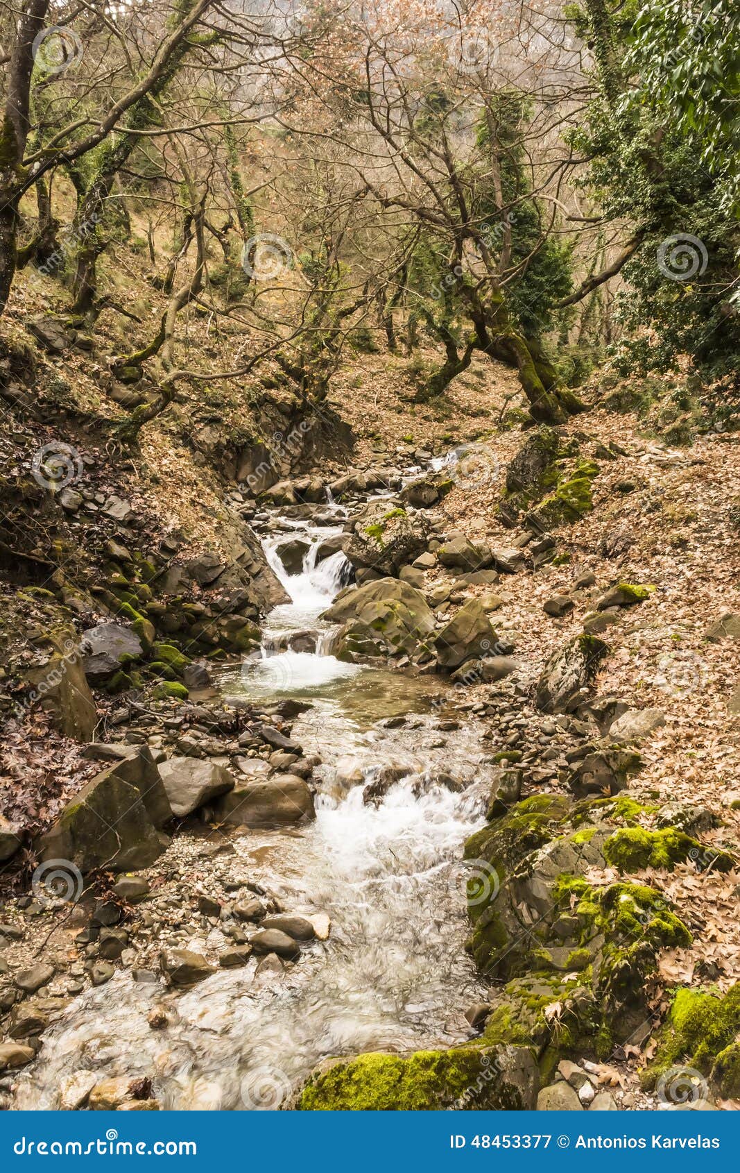 Small Stream in Forest at Winter Stock Image - Image of flowing ...