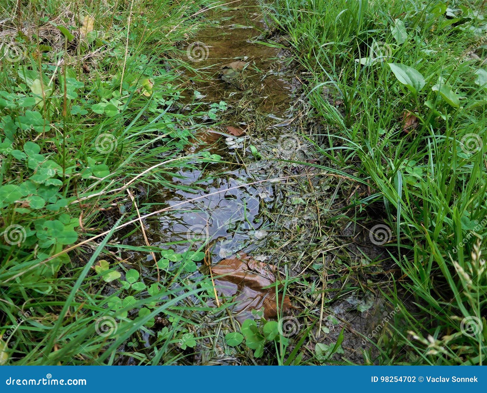 The small stream and grass stock photo. Image of grass - 98254702