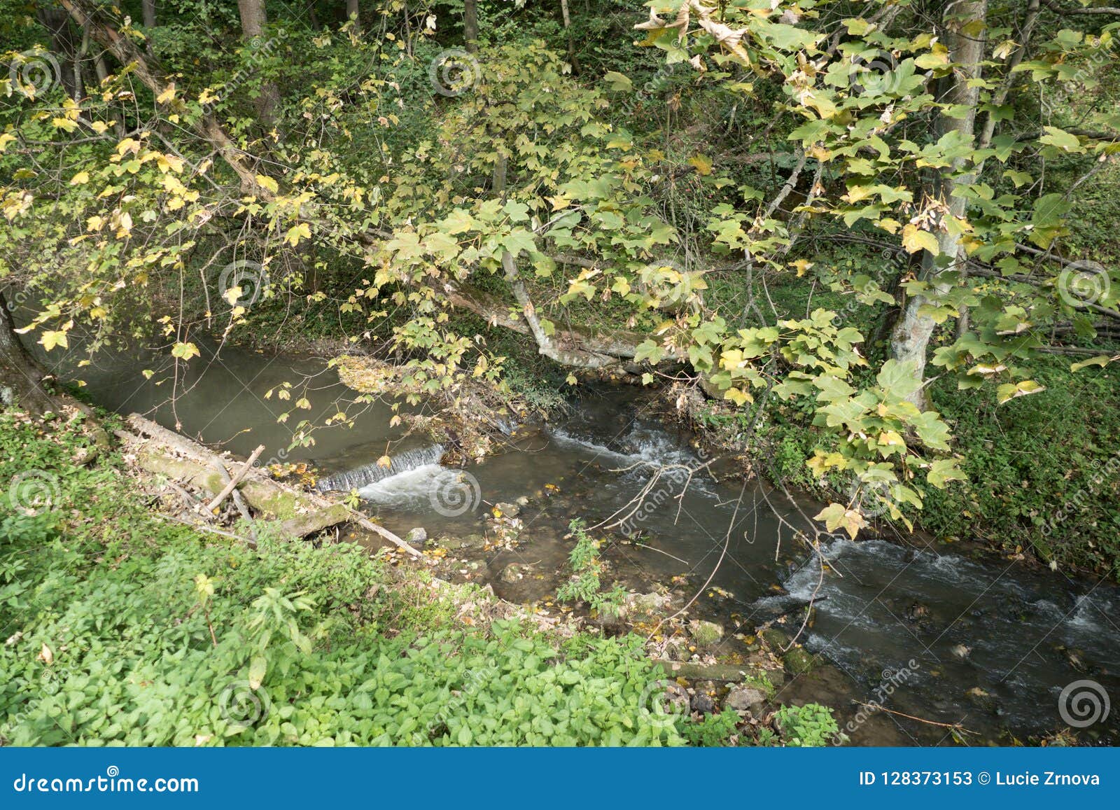 Small Stream in a Green Forest Stock Image - Image of river, park ...