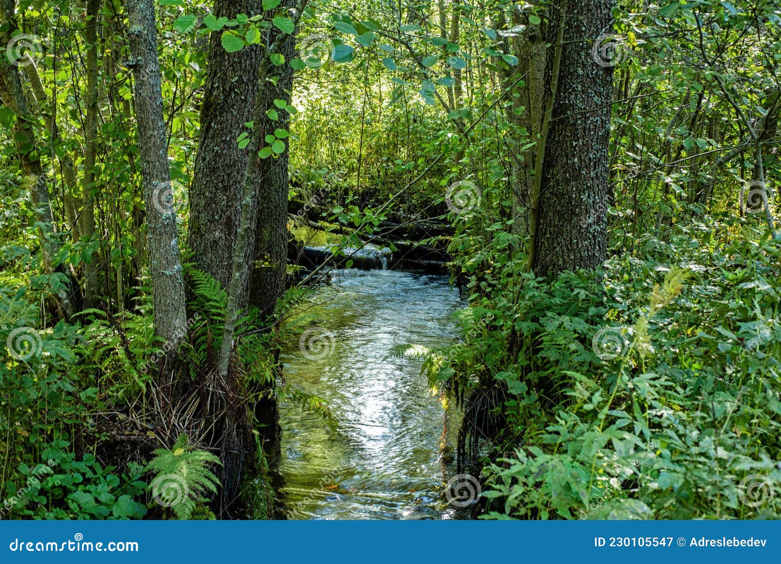 Small Stream in Green Forest Stock Image - Image of wild, flow: 230105547