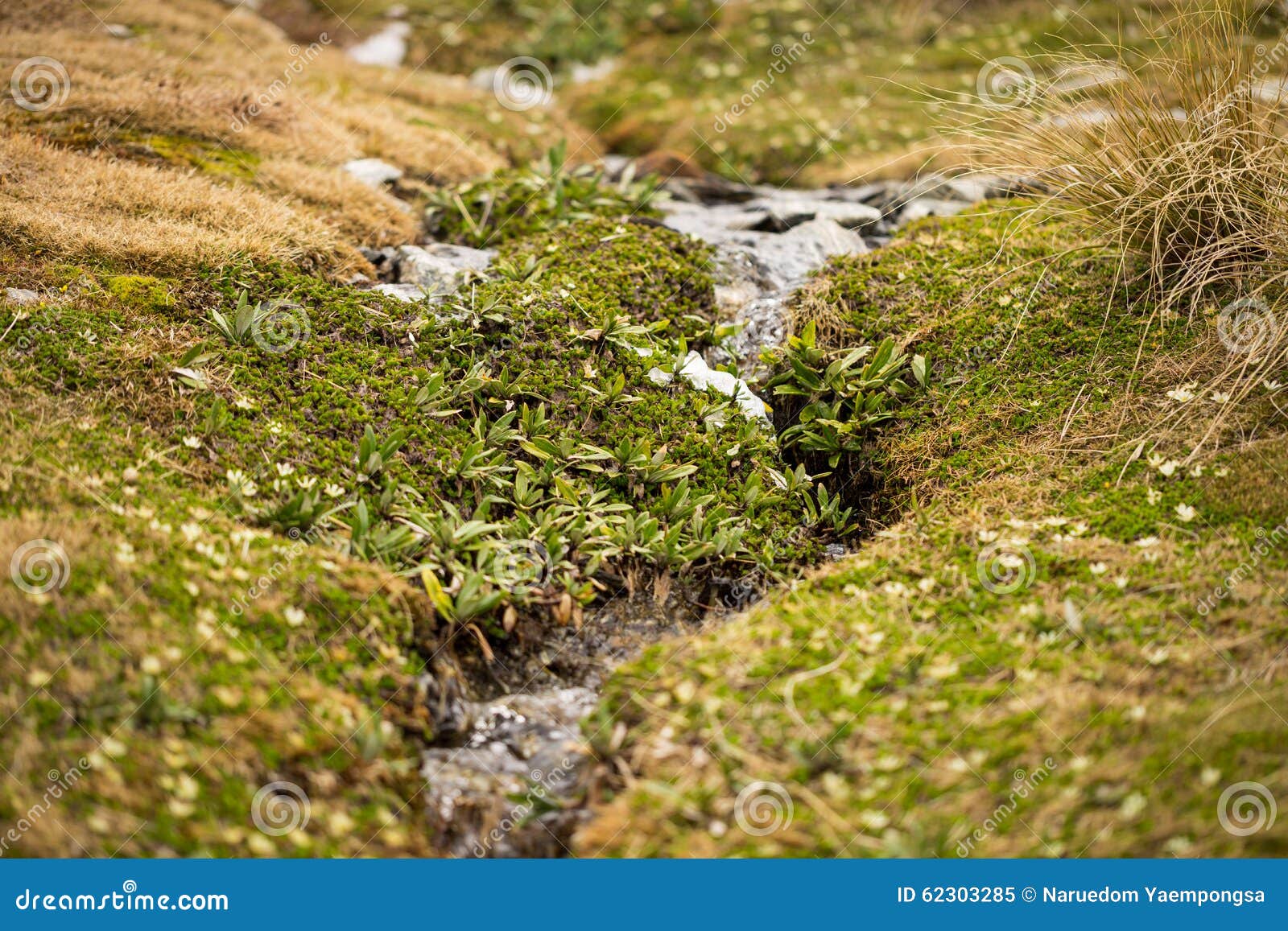 Small Stream with Green Grasses Stock Image - Image of creek, cushion ...