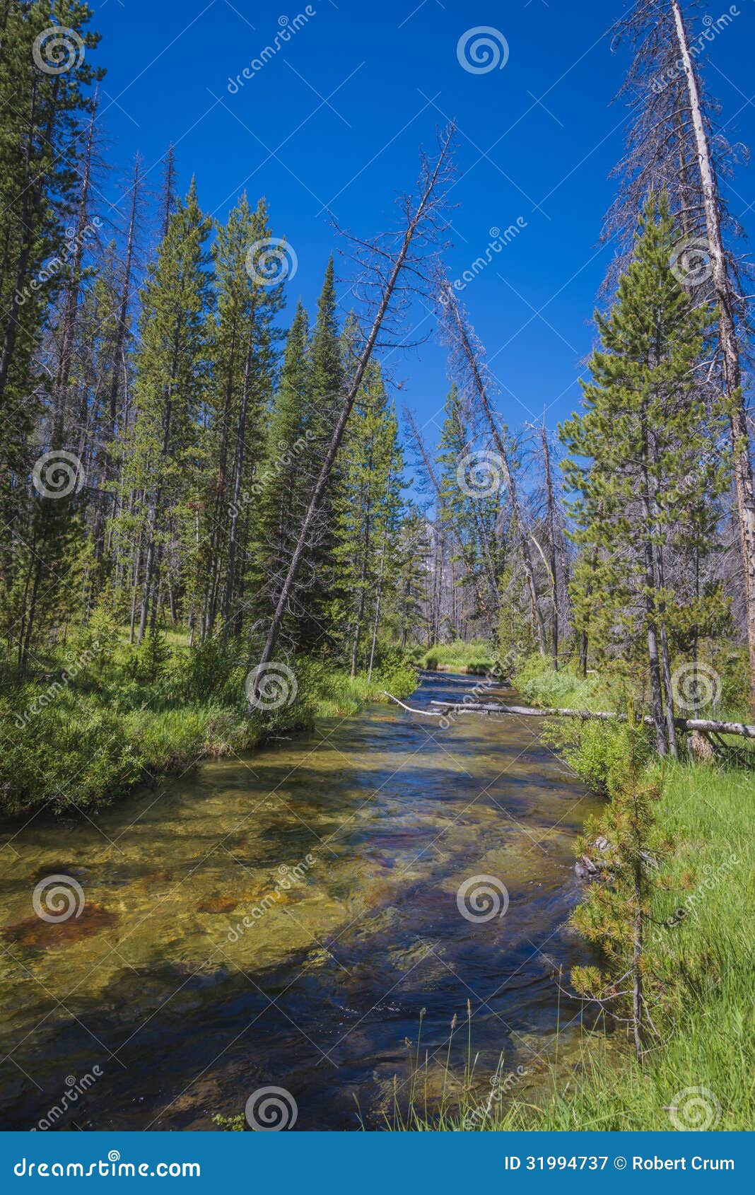 Small Stream in Idaho Mountains Stock Image - Image of stream, creek ...