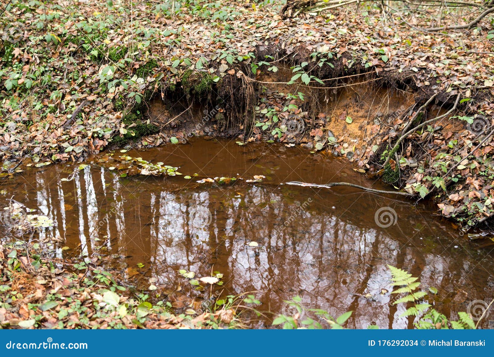 Small Stream Inside of a Forest Stock Photo - Image of forest, fall ...