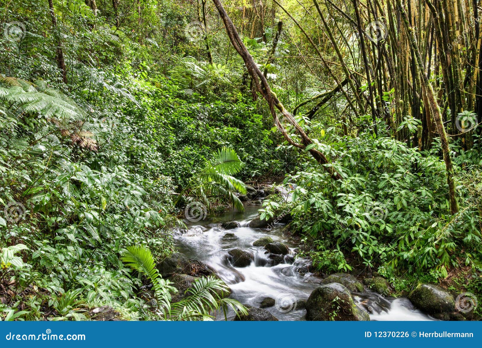 Small stream in jungle stock photo. Image of scenery - 12370226