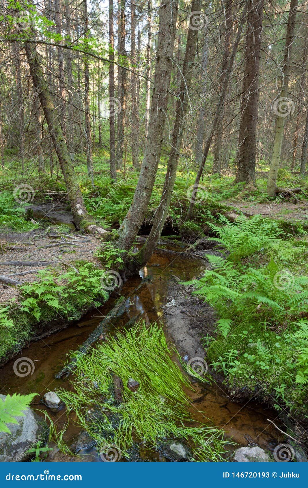 Small Stream in the Lush Forest at Summer Stock Image - Image of forest ...