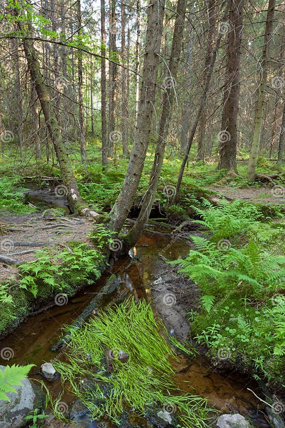 Small Stream in the Lush Forest at Summer Stock Image - Image of forest ...
