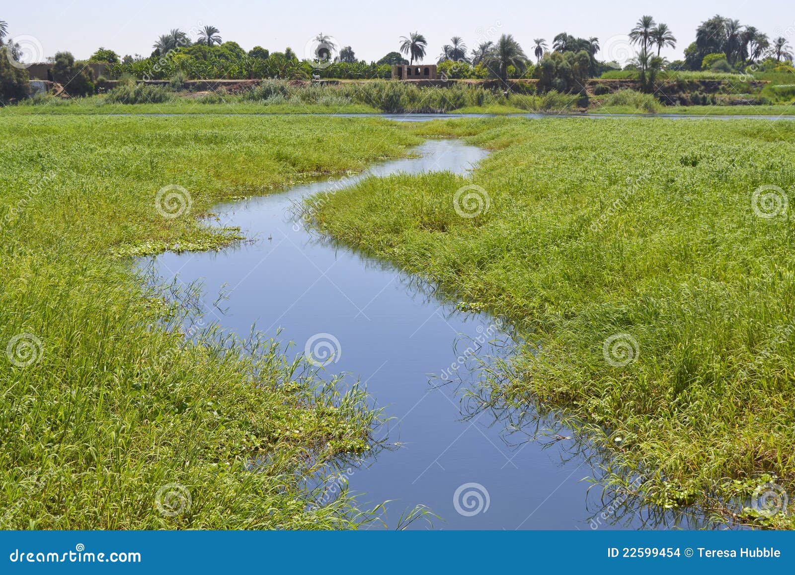 Small Stream through Marshland Stock Photo - Image of tropical ...