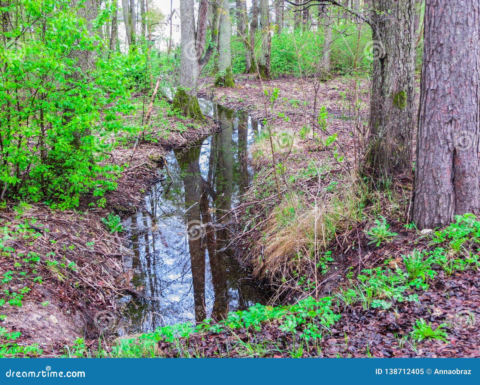 A Small Stream in the Middle of the Forest, with a Reflection of the ...