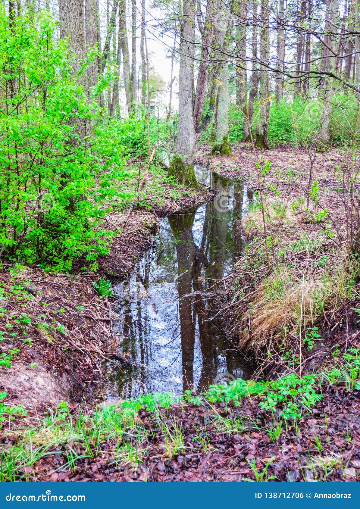A Small Stream in the Middle of the Forest, with a Reflection of the ...