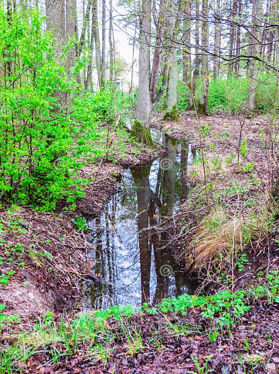 A Small Stream in the Middle of the Forest, with a Reflection of the ...