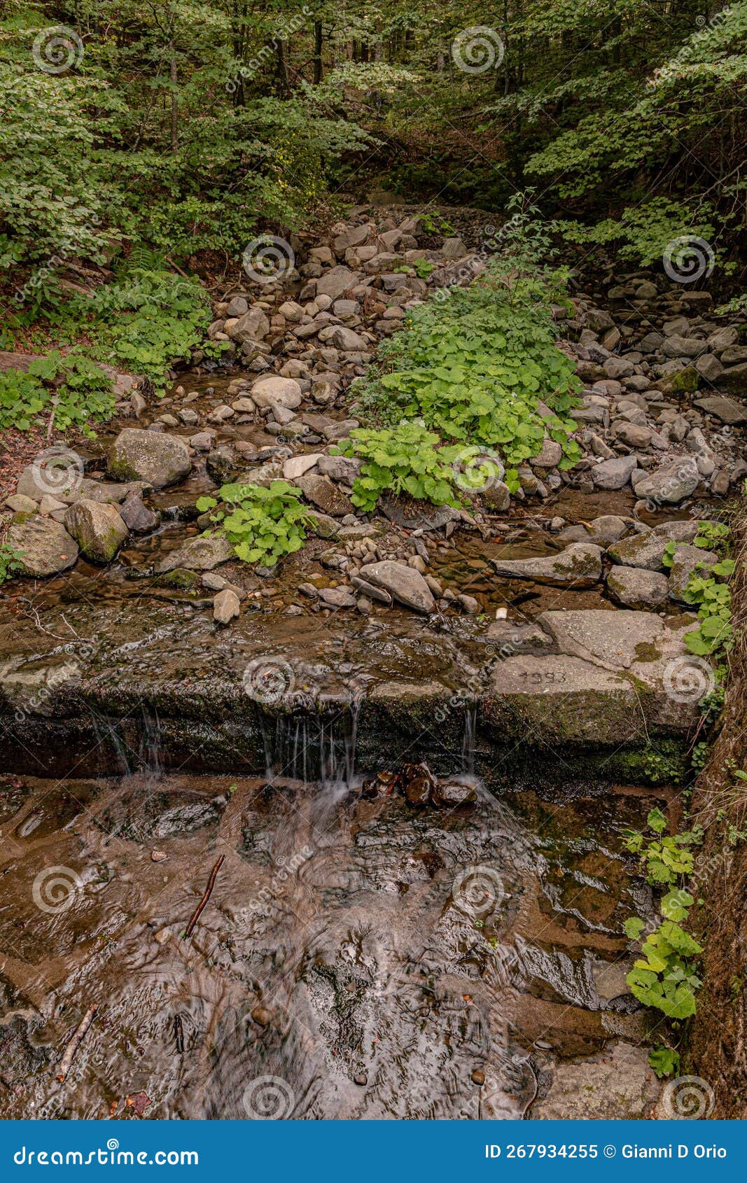 Small Stream in the Middle of the Woods Stock Image - Image of stream ...