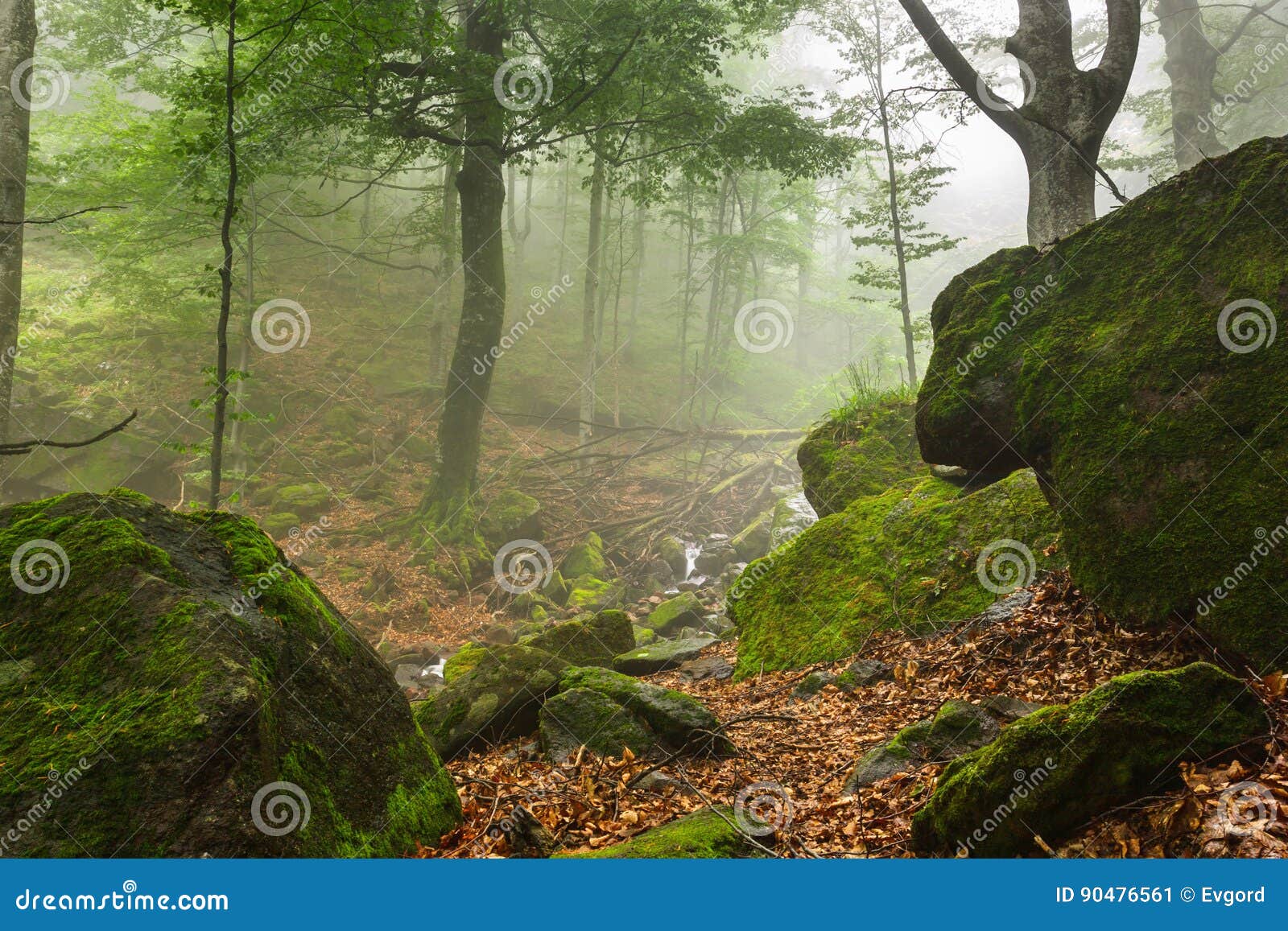 Small Stream in the Misty Spring Forest Stock Image - Image of moss ...