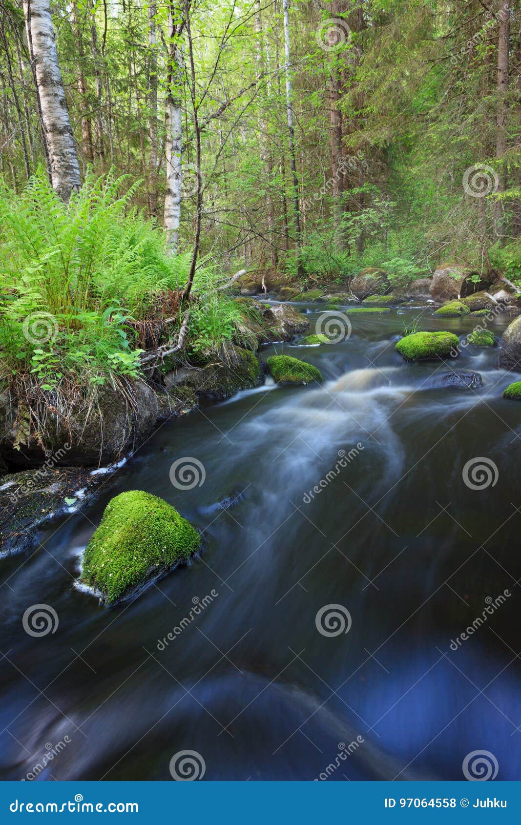 Small Stream in Mixed Forest Stock Photo - Image of long, flow: 97064558