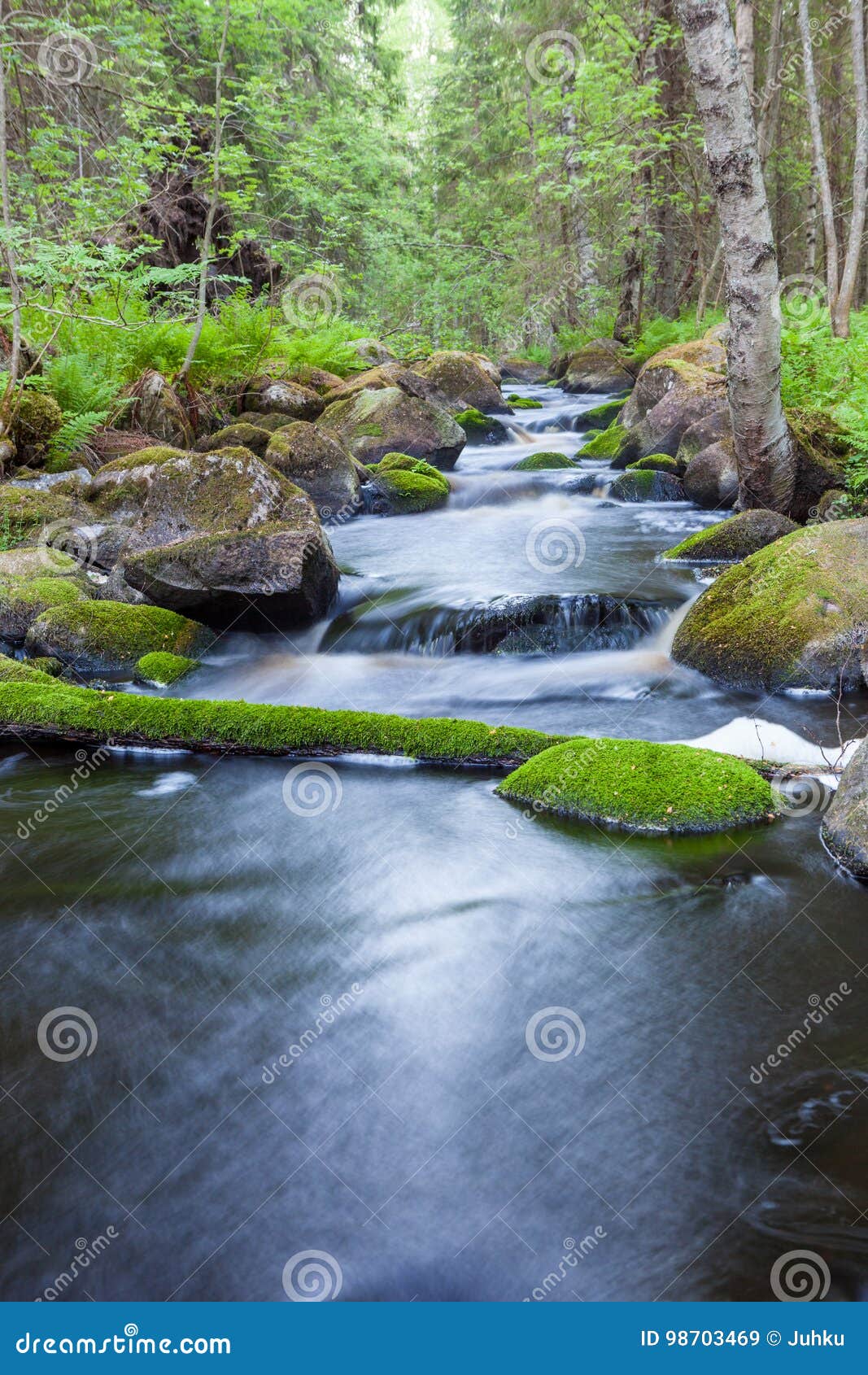 Small Stream in Mixed Forest Stock Image - Image of mixed, rock: 98703469