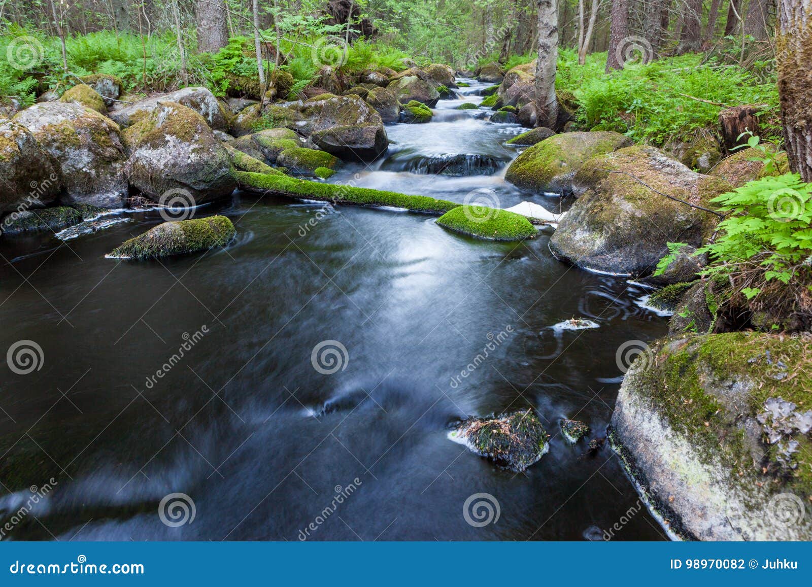 Small Stream in Mixed Forest Stock Photo - Image of forest, moss: 98970082