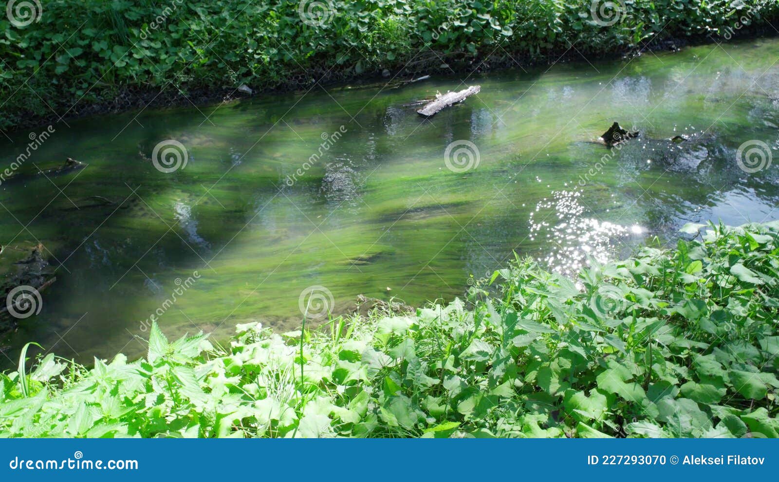Small Stream with Mud in Summer. Dirty, Muddy Water Flows Stock Footage ...